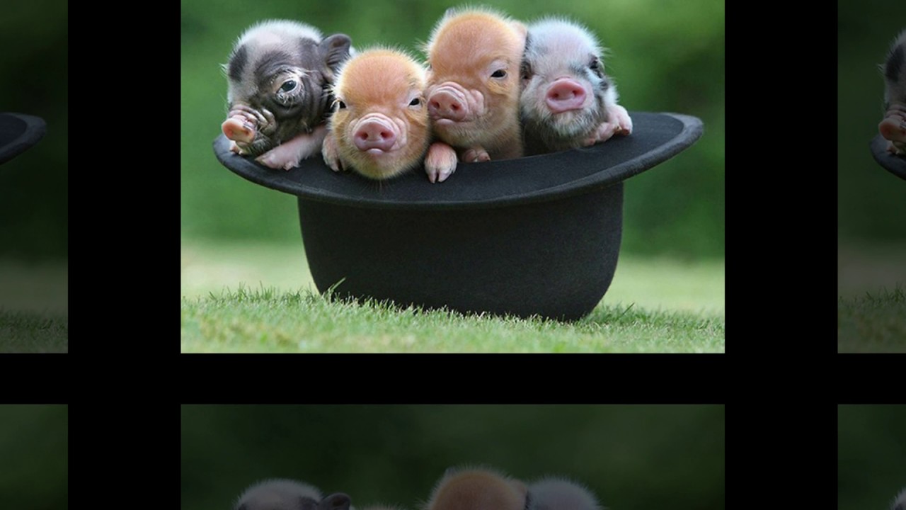 Con heo đất - Nhạc thiếu nhi giúp bé ăn ngon - Dạy con kiểu nhật